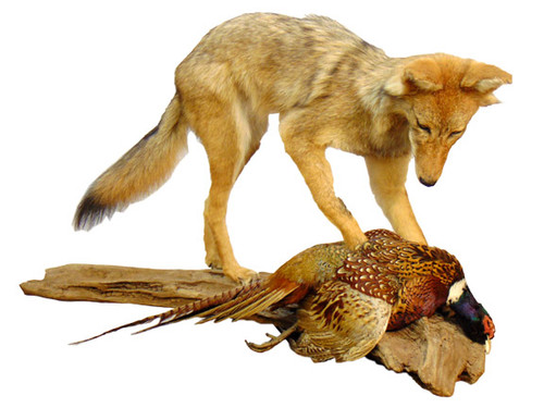 Coyote with Pheasant Taxidermy Mount | americannatresources