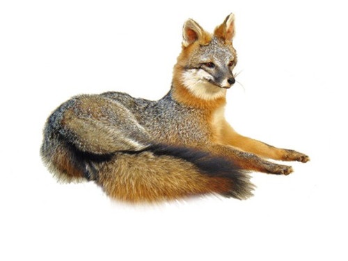 Laying Gray Fox Taxidermy Mount | americannatresources