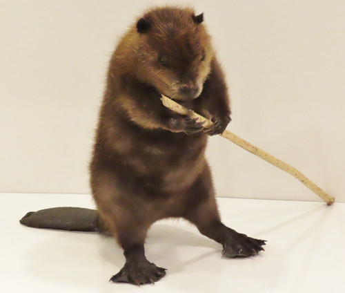 small beaver | americannatresources