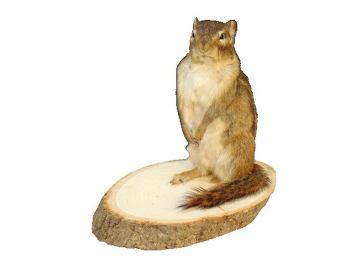 Chipmunk Standing Taxidermy Mount | americannatresources