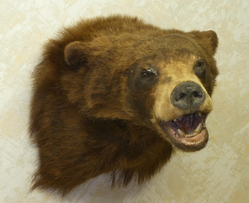 Black Bear Shoulder Mount Taxidermy | americannatresources