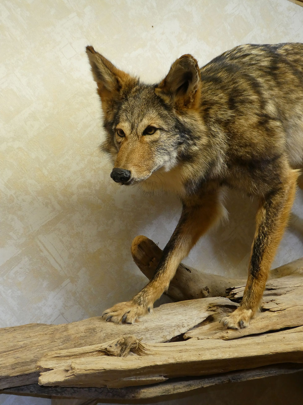 Small Taxidermy Mounts For Sale | American Natural Resources