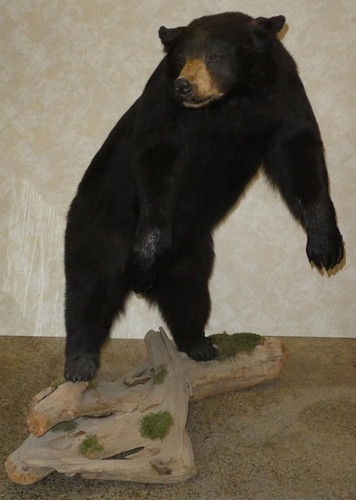 Life-size Large Black Bear Taxidermy Mount | americannatresources