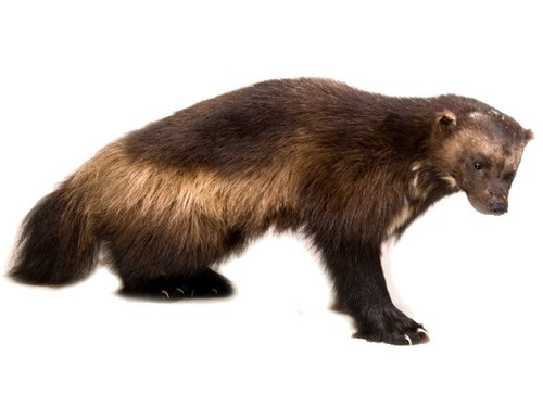 Wolverine Standing Taxidermy Mount | americannatresources