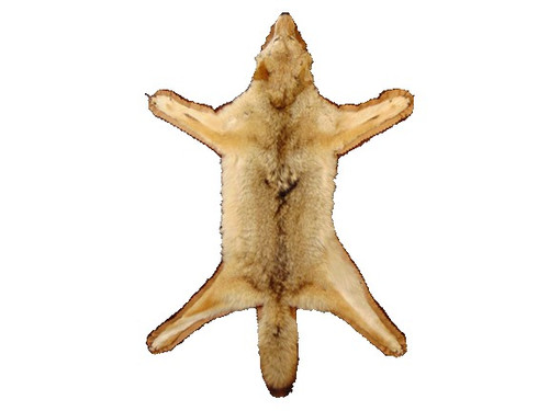 Coyote Rug Taxidermy Mount | americannatresources