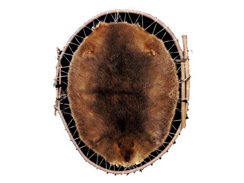 Beaver Pelt Wall Hanging Taxidermy Mount | americannatresources