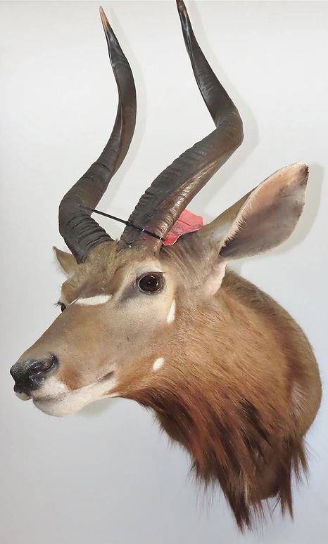 antelope head mount
