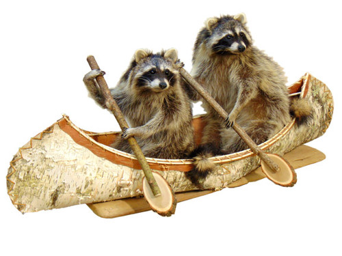 Double Canoeing Raccoon Taxidermy Mount | American Natural Resources