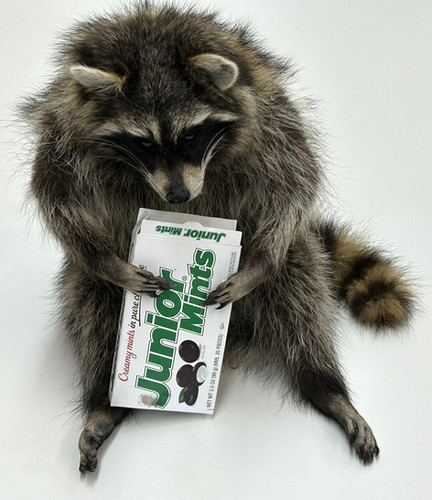 Raccoon w/ Junior Mints Taxidermy Mount | americannatresources