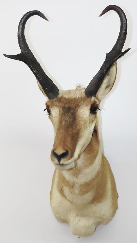 antelope head mount