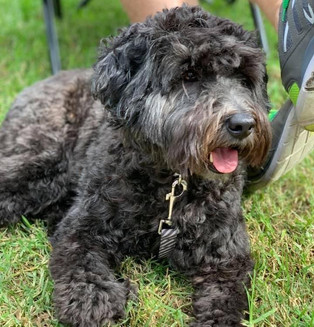 Happy Tamarukes | Tamaruke