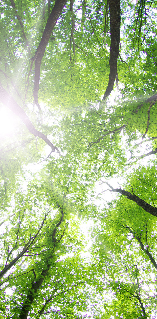forest school background