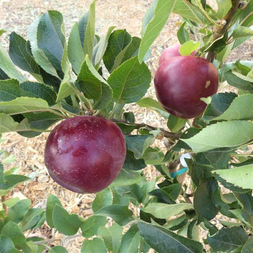 Arkansas Black Apple | Turner Farms Nursery
