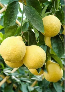 Citrus Trees | Turner Farms Nursery
