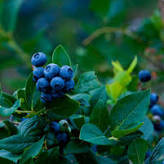 Powder Blue Blueberry | Turner Farms Nursery