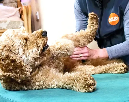 Dog Massage @ The Big Woof | Woof About