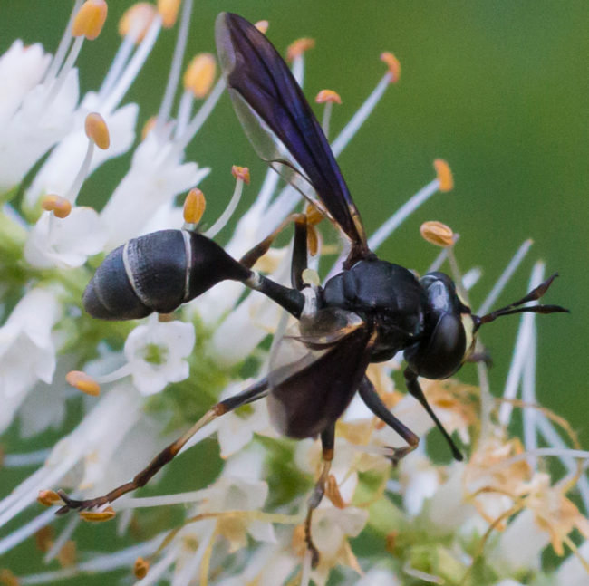 Other Ways To Support Biodiversity
