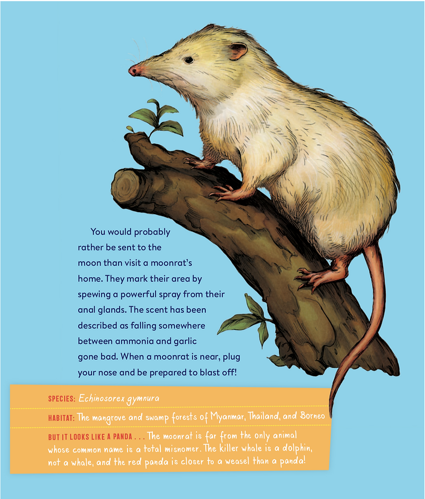 Curious about the Moonrat?