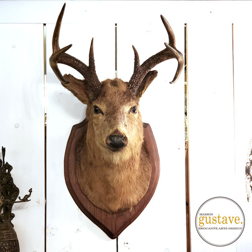 Tête de chevreuil 8 pointes naturalisée | Maison Gustave
