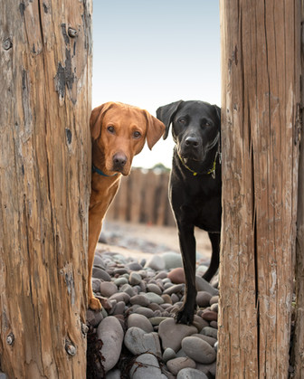 Portfolio | West Midlands | Jennifer Jefferies Pet Photography