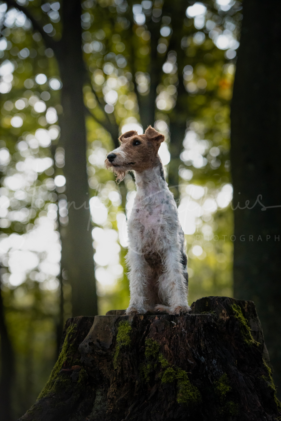 Jennifer Jefferies Pet Photog | Ted and Pip