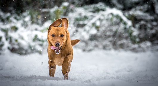 Portfolio | West Midlands | Jennifer Jefferies Pet Photography
