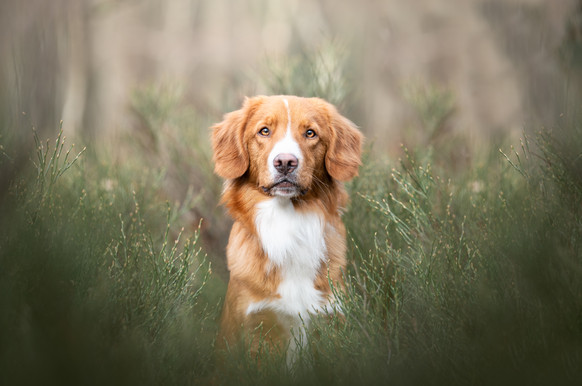Portfolio | West Midlands | Jennifer Jefferies Pet Photography