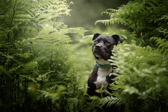 Portfolio | West Midlands | Jennifer Jefferies Pet Photography