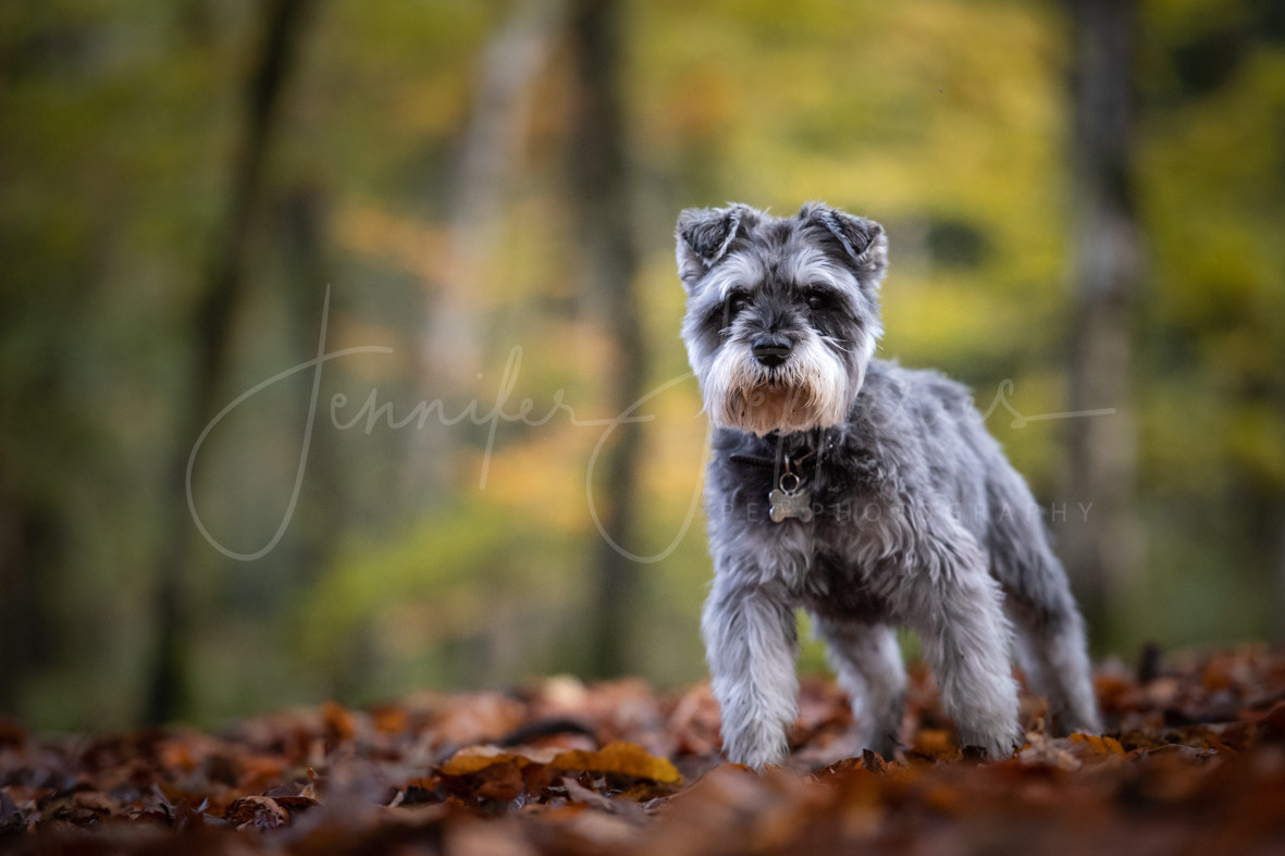 Jennifer Jefferies Pet Photog | Murphy