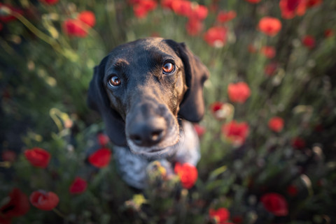 Portfolio | West Midlands | Jennifer Jefferies Pet Photography