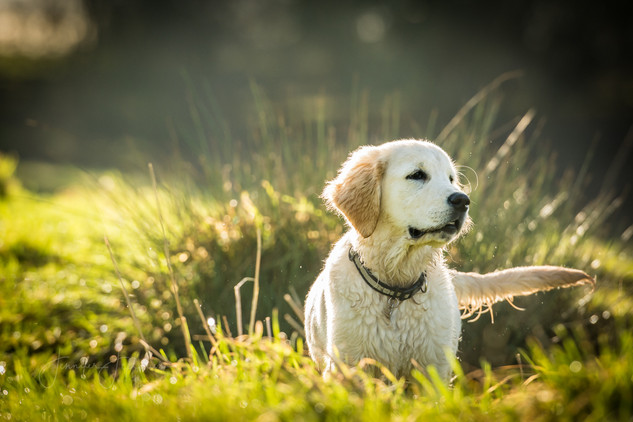 Portfolio | West Midlands | Jennifer Jefferies Pet Photography