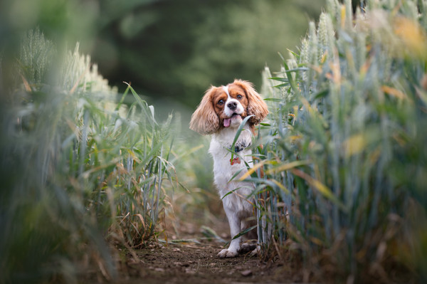 Portfolio | West Midlands | Jennifer Jefferies Pet Photography