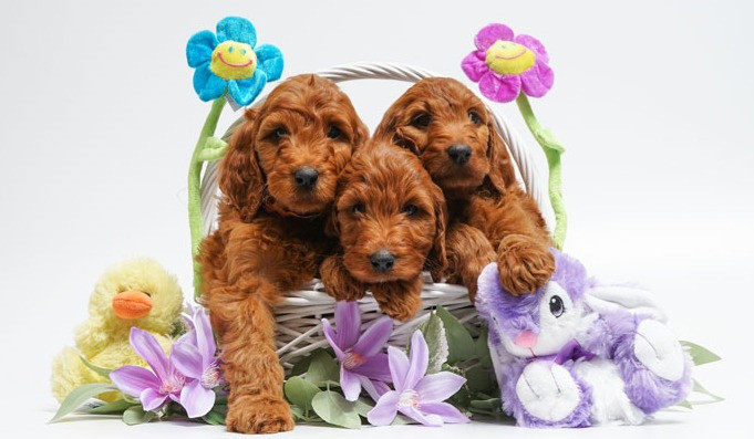 Growing and grown up puppies! | Morningside Doodles | Madison