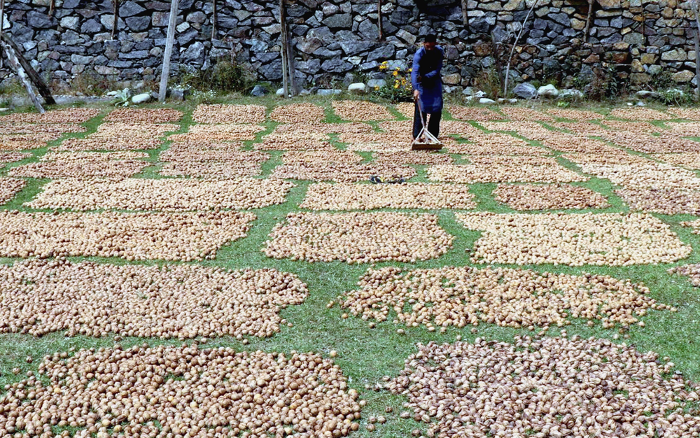 Photo Essay: Walnut (Doon) Harvesting in Kashmir – Span Foundation