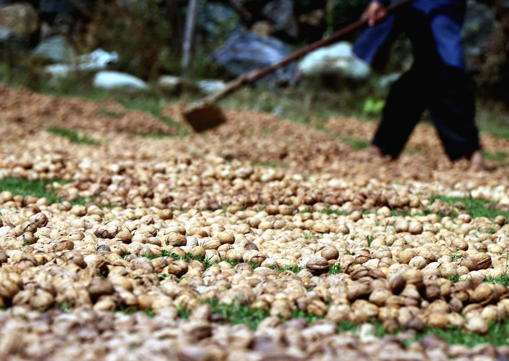 Photo Essay: Walnut (Doon) Harvesting in Kashmir – Span Foundation