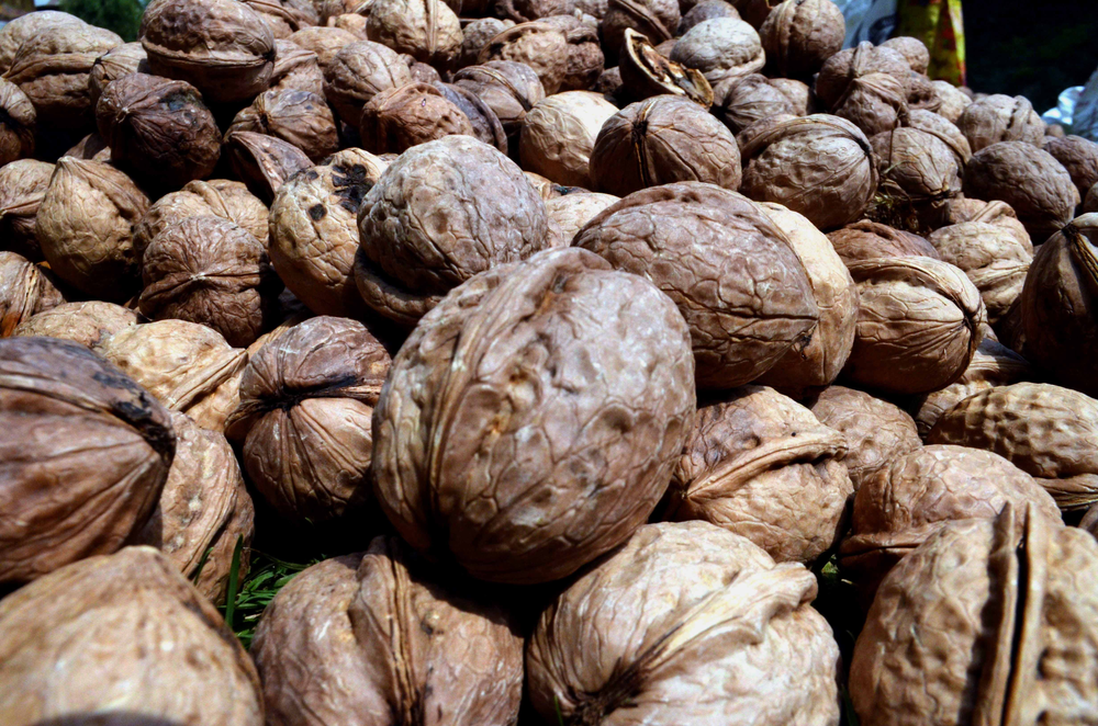 Photo Essay: Walnut (Doon) Harvesting in Kashmir – Span Foundation