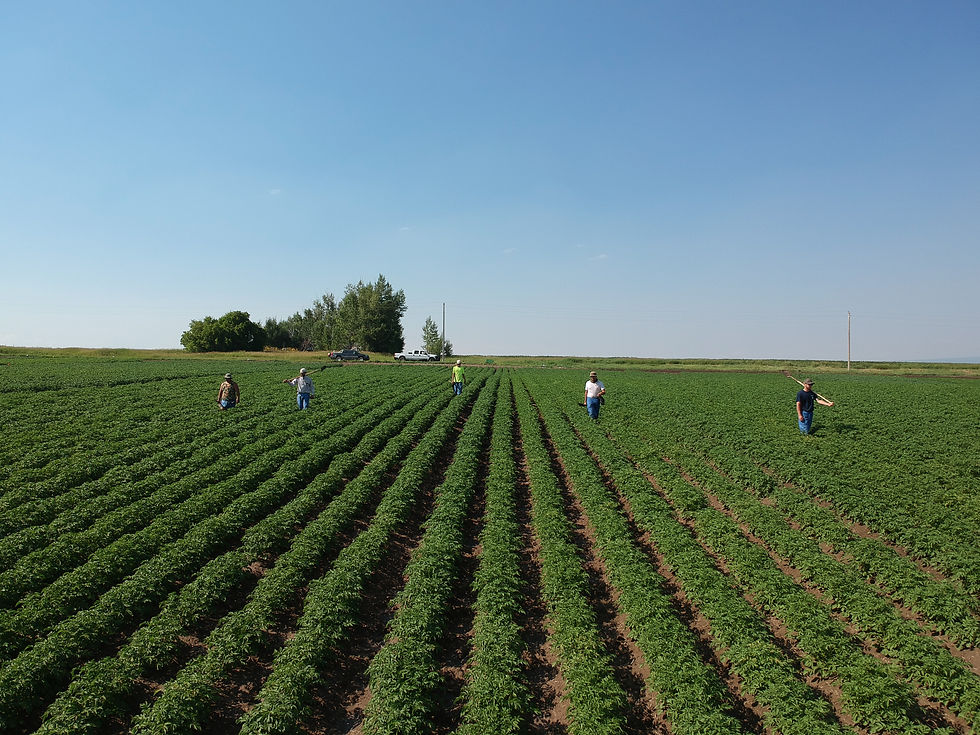 Roguing | Potadaho Seed Services
