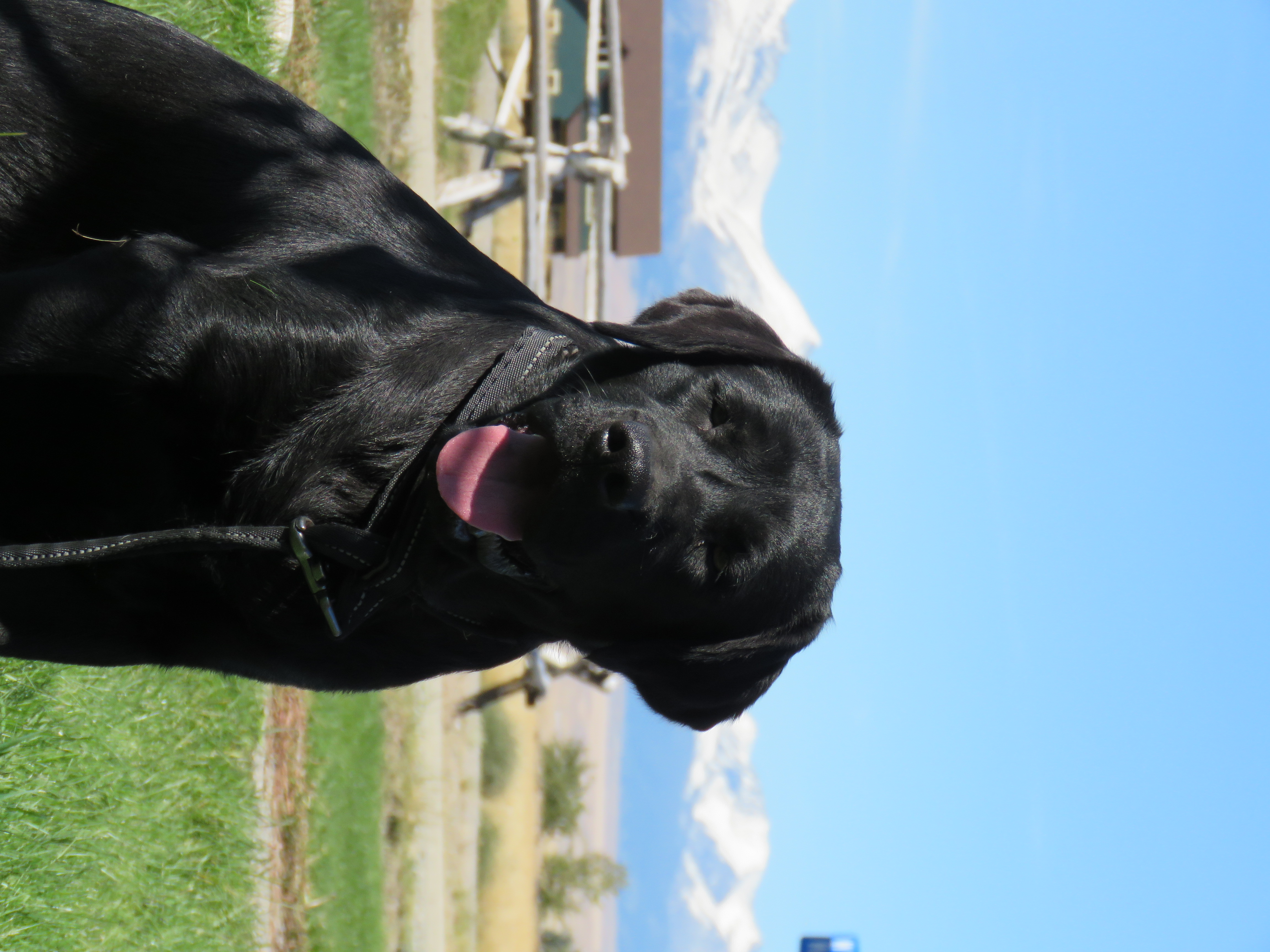 English Labs For Sale In Montana | Bigtimberlabradors | United States