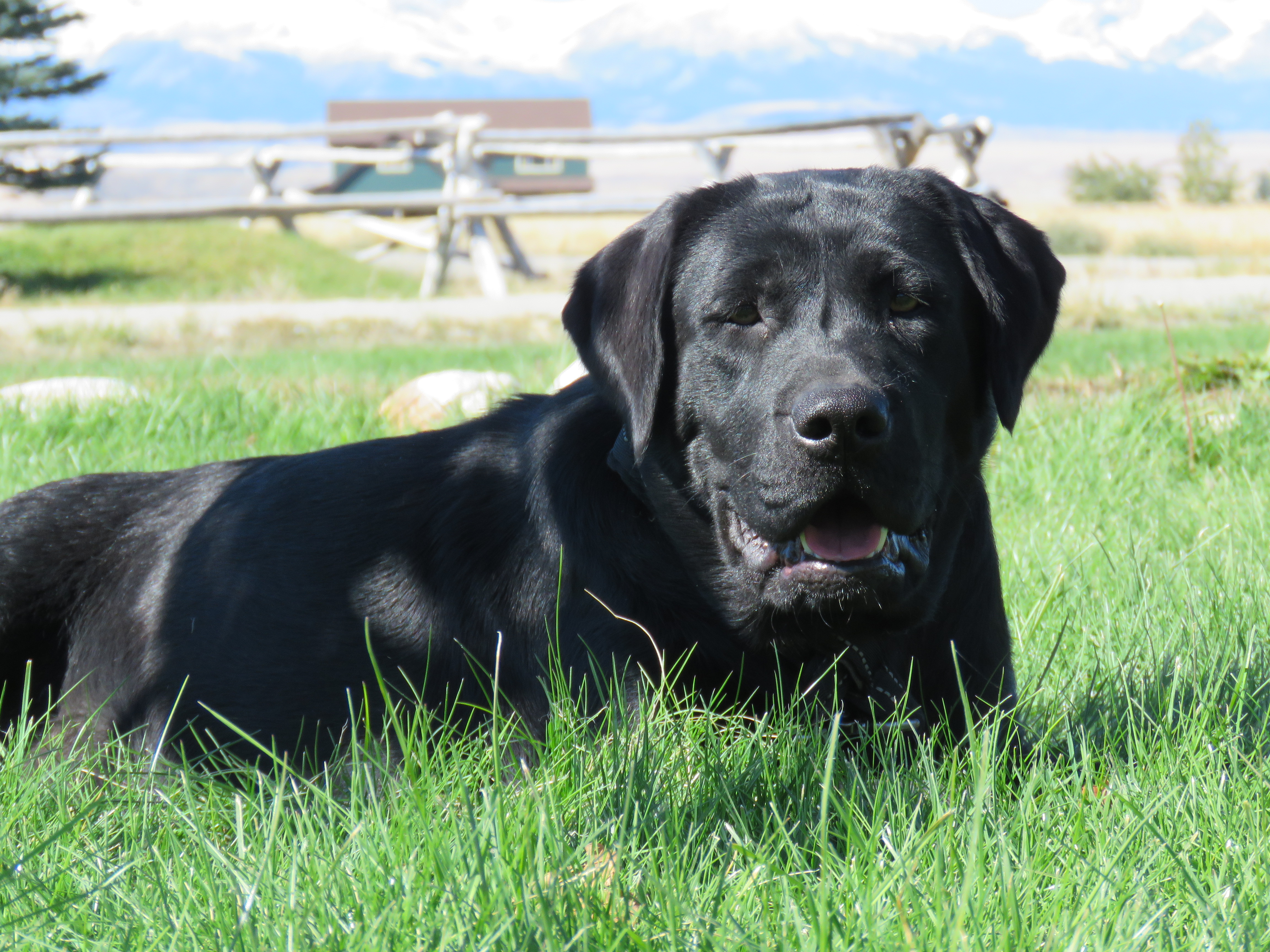 English Labs For Sale In Montana | Bigtimberlabradors | United States