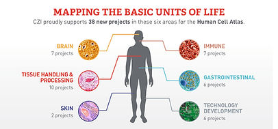 What is Human Cell Atlas | CellAtlas