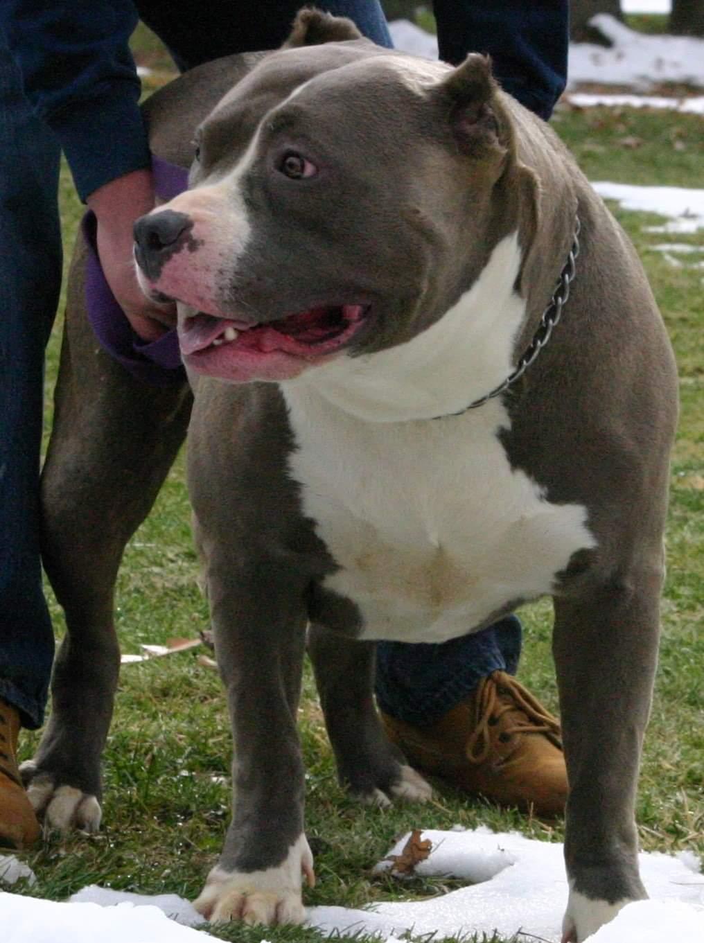 ANARCHY XXL PIT BULL | TOPBLUE PITBULLS