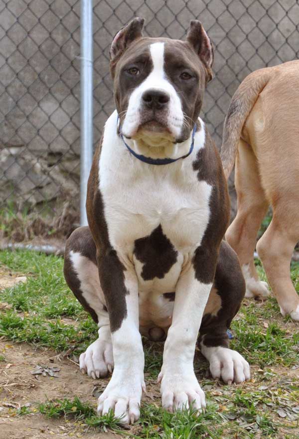 STAR XXL PIT BULL | TOPBLUE PITBULLS