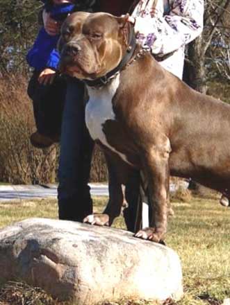 TANK XXL PIT BULL | TOPBLUE PIT BULLS