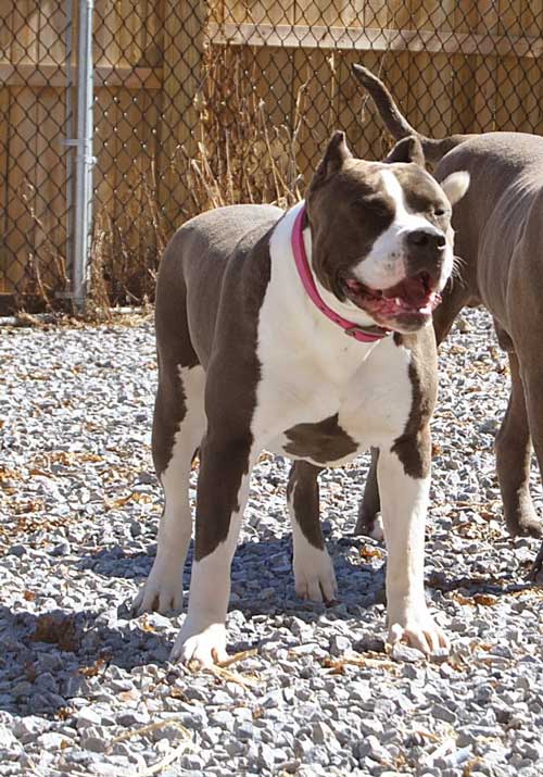 STAR XXL PIT BULL | TOPBLUE PITBULLS