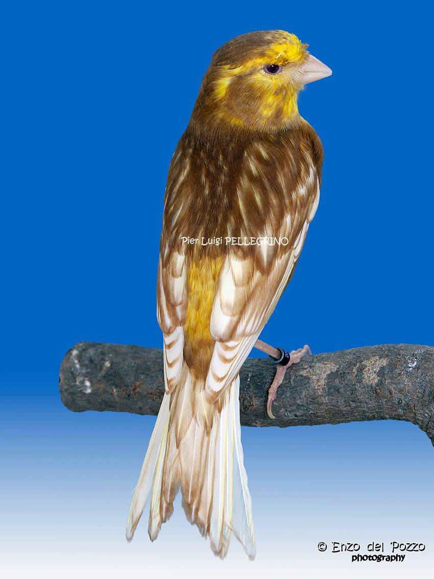 Understanding New Color Canaries