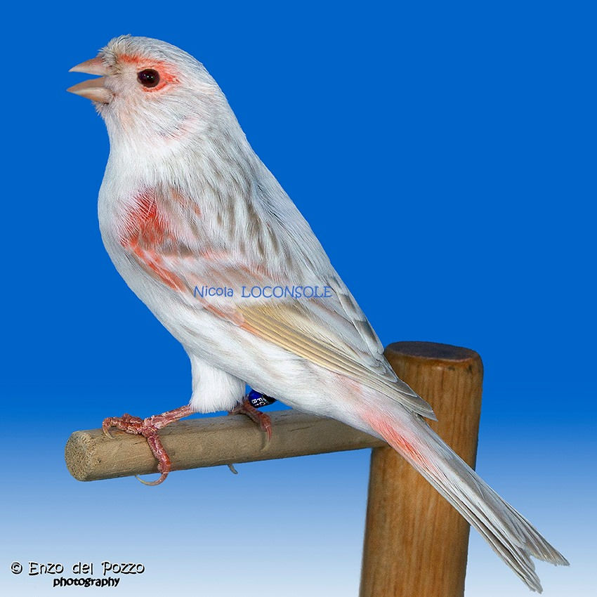 Understanding New Color Canaries