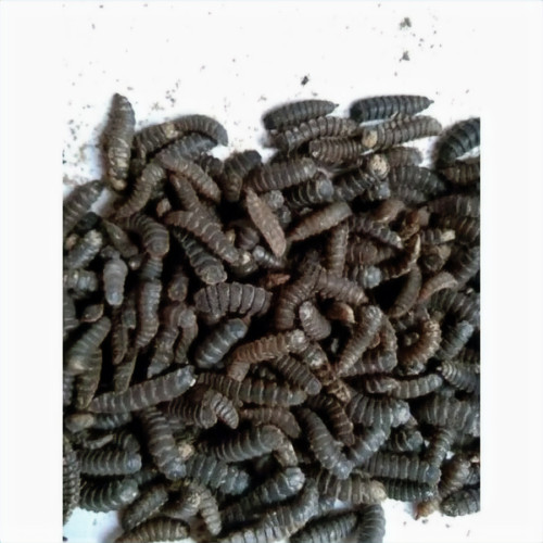 Black Soldier Fly (BSF) Pupae – Ready for Breeding | Agricfusion