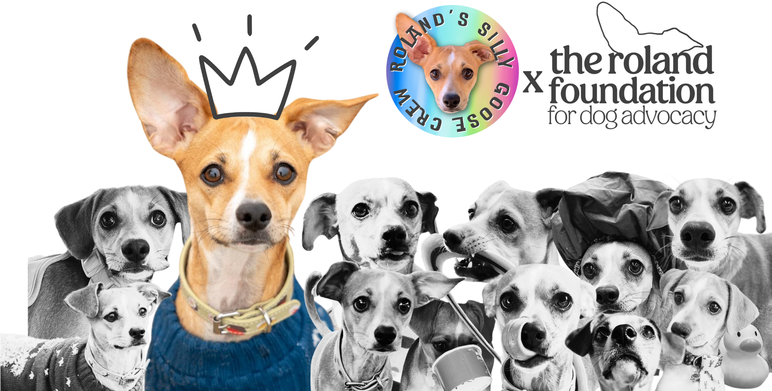 Resources for Dog Parents | Roland's Silly Goose Crew