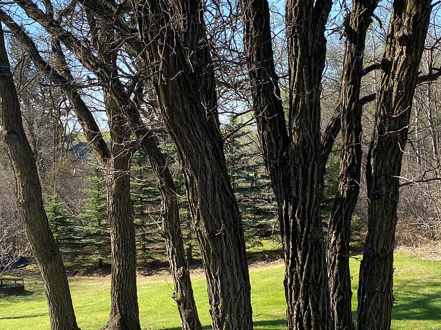 Arborist | Brandon | Advanced Arborcare Tree Services