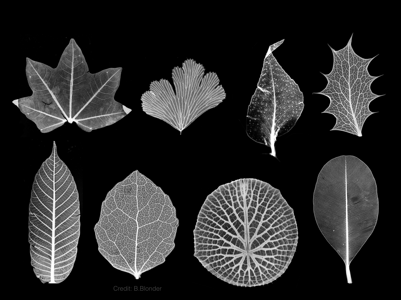 Leaf functional morphology and Phloem hydraulics